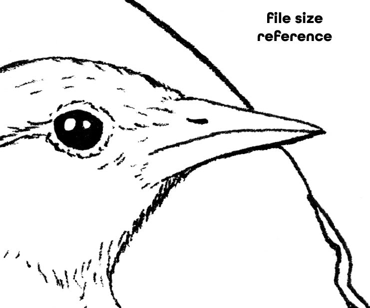 oriole coloring pages