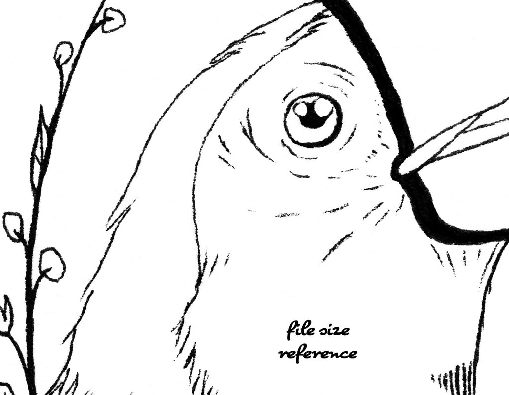 coloring pages rainbow toucan