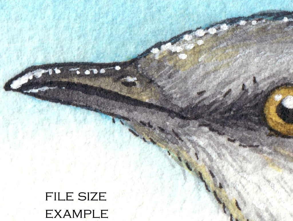 Mockingbird Colored Drawing