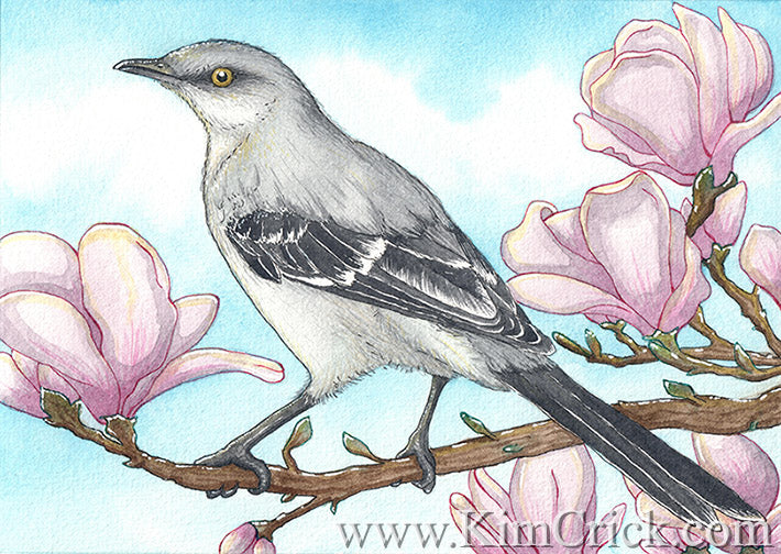 Florida State Bird Drawing Florida State Bird And Flower C Canvas